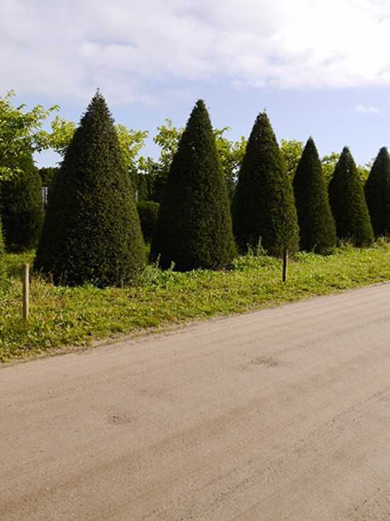 Heimische Eibe 'Kegel' 350-400 cm / Taxus baccata kaufen