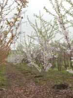 Tokio-Kirsche / Prunus yedoensis kaufen