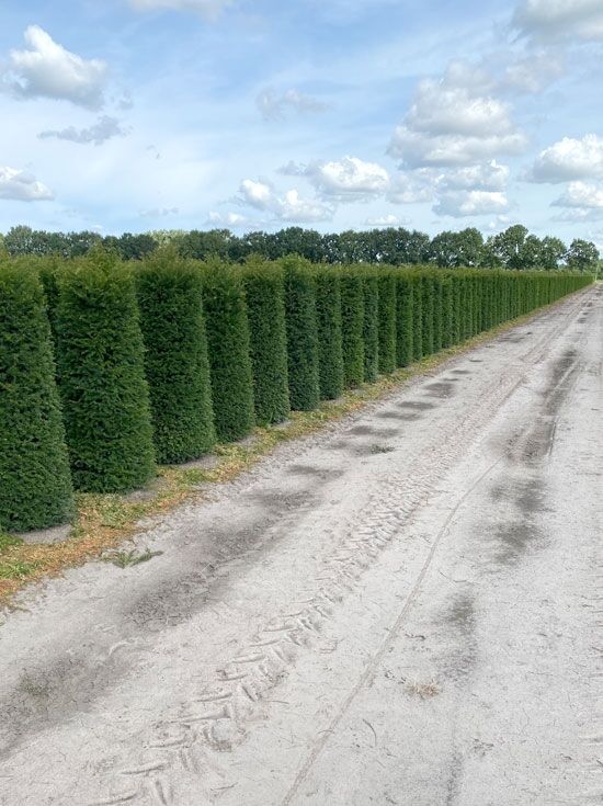 Gewöhnliche Eibe / Heimische Eibe / Taxus baccata kaufen