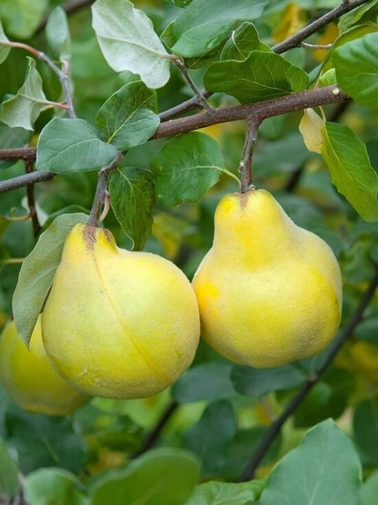 Quitte 'Champion' / Cydonia oblonga 'Champion' kaufen