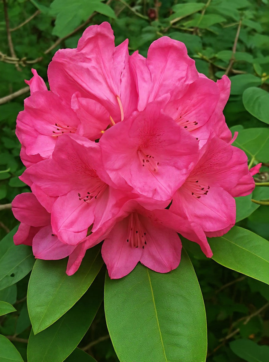 Rhododendron 'Anna Rose Whitney'
