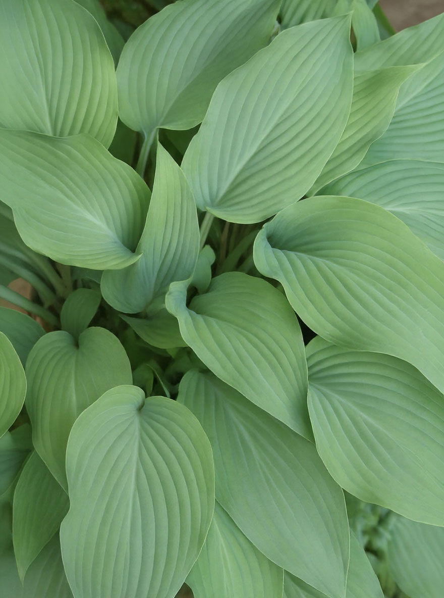 Große Graublatt-Funkie 'Krossa Regal' / Hosta 'Krossa Regal' kaufen