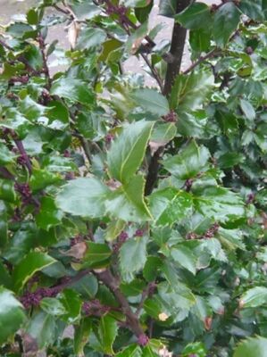 Stechpalme Blue Prince Ilex meserveae Blue Prince kaufen