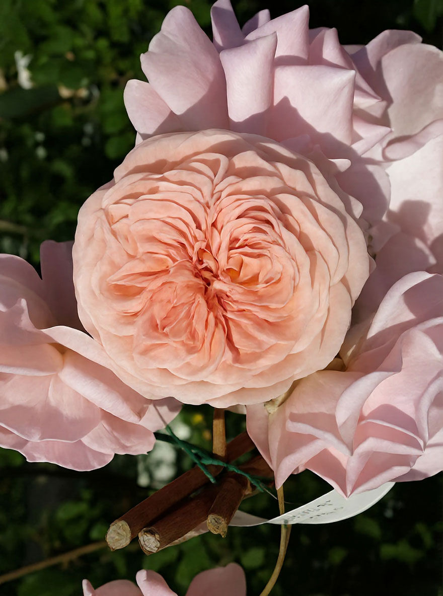 Englische Rose 'Leander' / Rosa 'Leander' kaufen