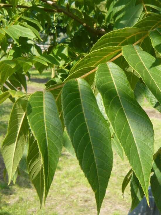 Juglans Nigra Blatt