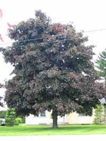 Spitz-Ahorn 'Deborah' / Acer platanoides 'Deborah' günstig kaufen