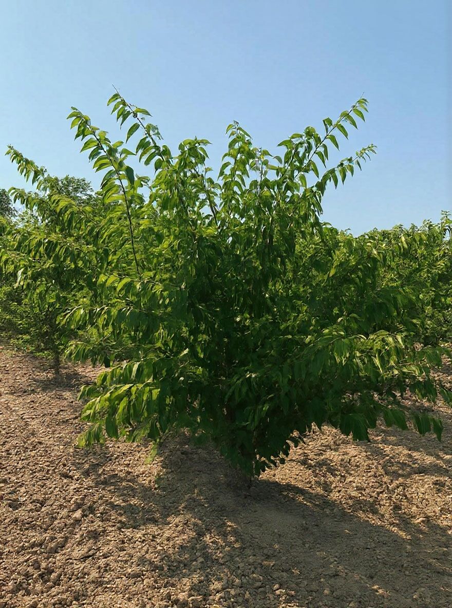 Tokio-Kirsche / Prunus yedoensis kaufen