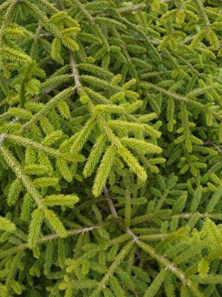Orientalische Zwerg-Goldfichte 'Golden Start' / Picea orientalis ...