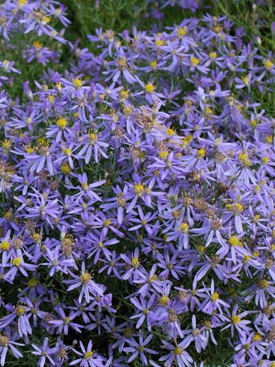 Thomsons Aster 'Nanus' / Aster thomsonii 'Nanus' kaufen
