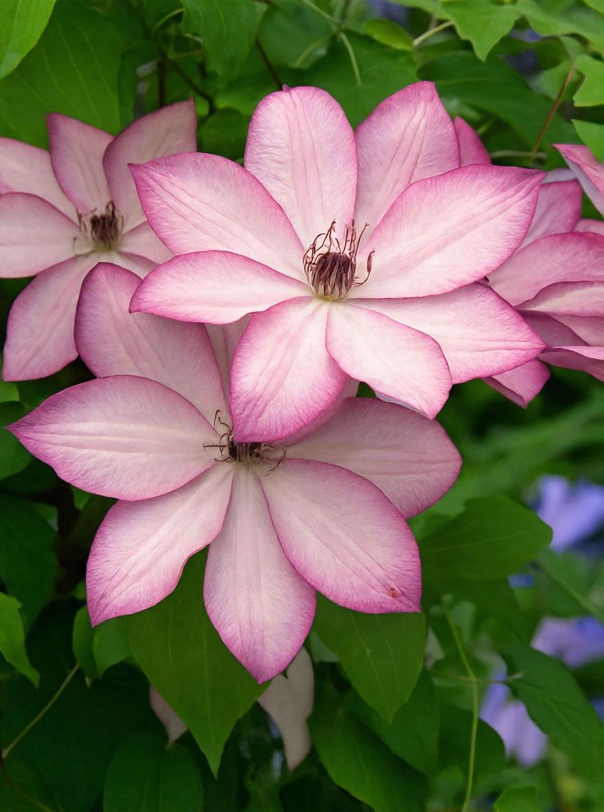 Waldrebe 'Omoshiro' - Clematis 'Omoshiro' - Baumschule NewGarden