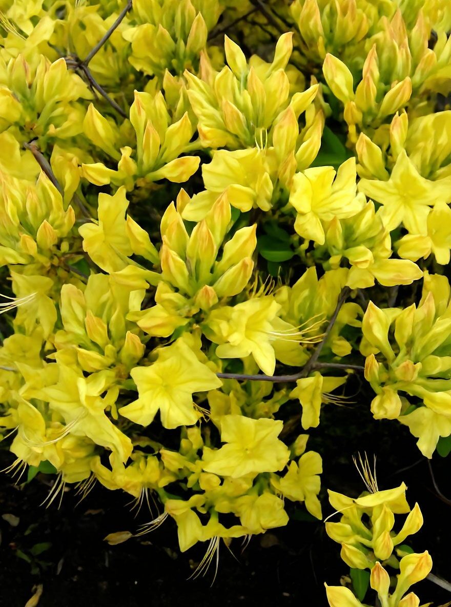 Sommergrüne Azalee 'Arpege' / Azalea viscosa 'Arpege'