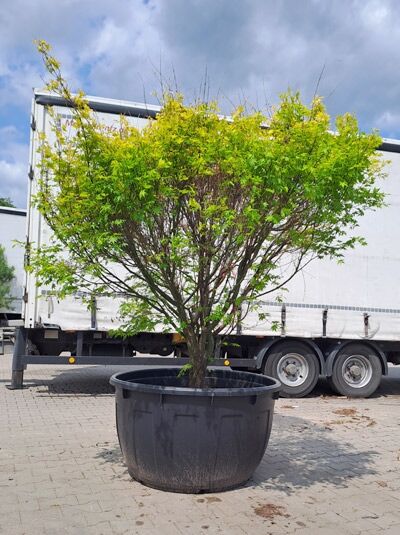 Japanischer Ahorn / Fächer-Ahorn 'Orange Dream' 200-250 cm Schirmform