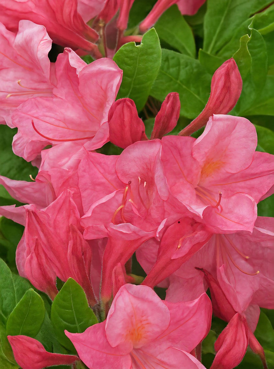 Laubabwerfende Azalee 'Rosata'