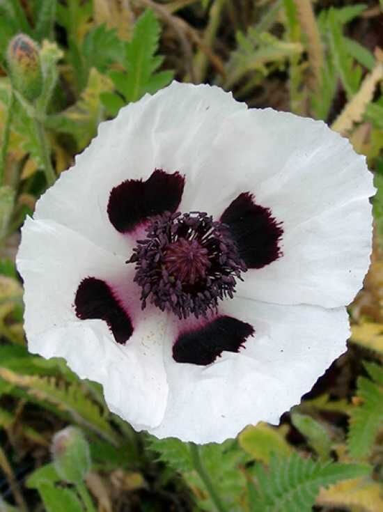 Orientalischer Mohn 'Royal Wedding' Orientalischer Mohn 'Royal Wedding'