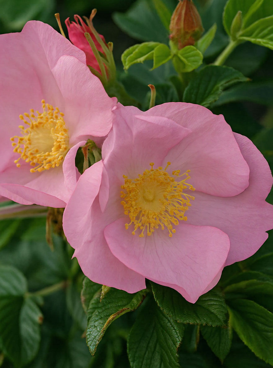 Bodendeckerrose 'Dagmar Hastrup' / Rosa 'Dagmar Hastrup'