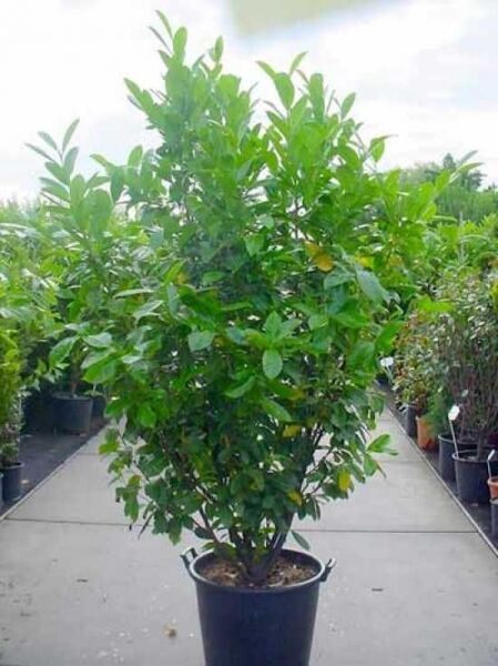 Kirschlorbeer 'Rotundifolia' / großblättriger Kirschlorbeer - Prunus ...