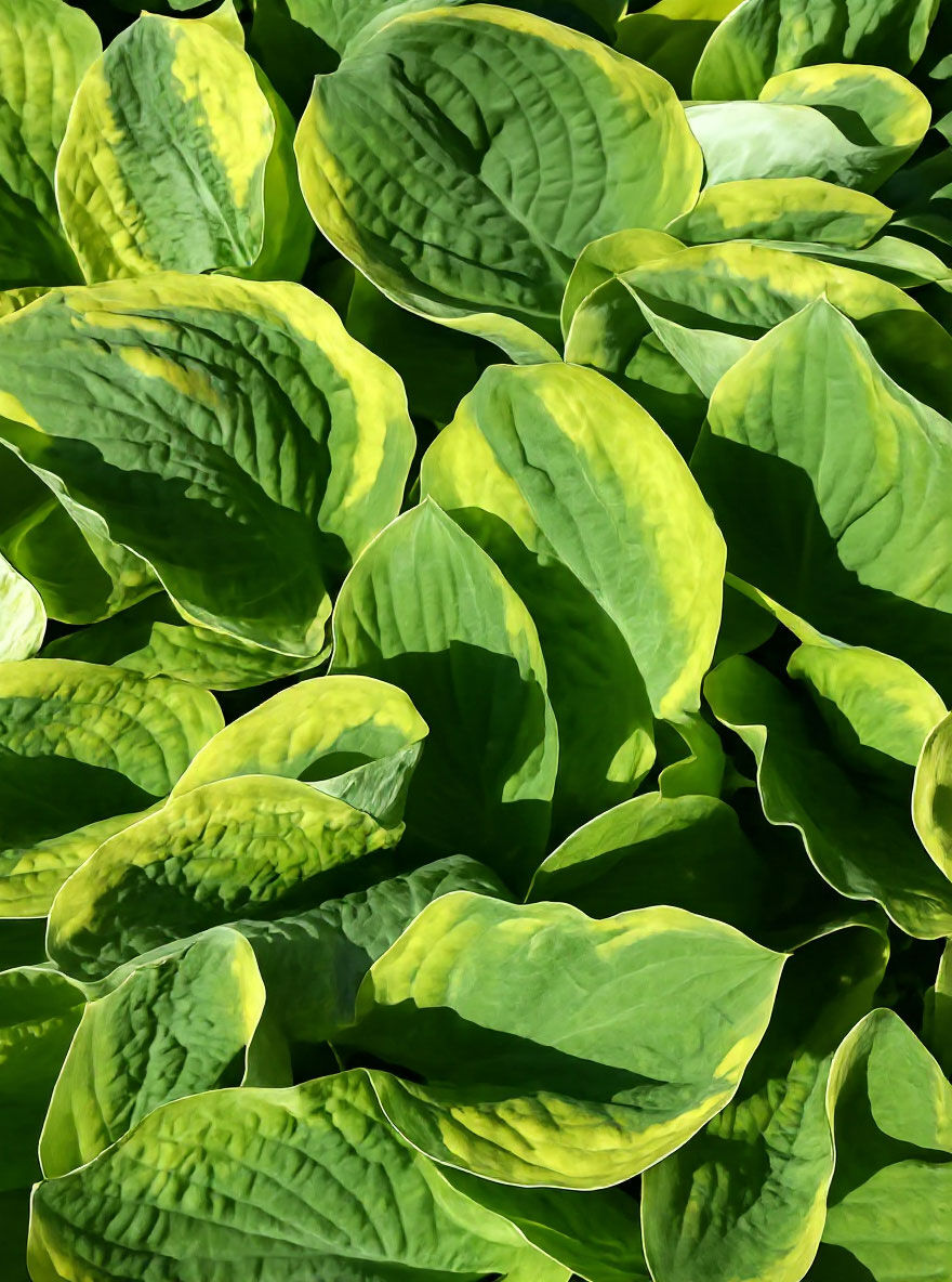 Funkie - Hosta günstig in Top-Baumschulqualität kaufen