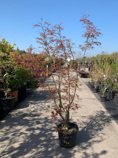 Fächer-Ahorn 'Beni-otake' / Acer palmatum 'Beni-otake' kaufen