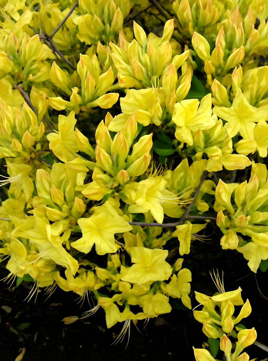 Sommergrüne Azalee 'Arpege' / Azalea viscosa 'Arpege' kaufen
