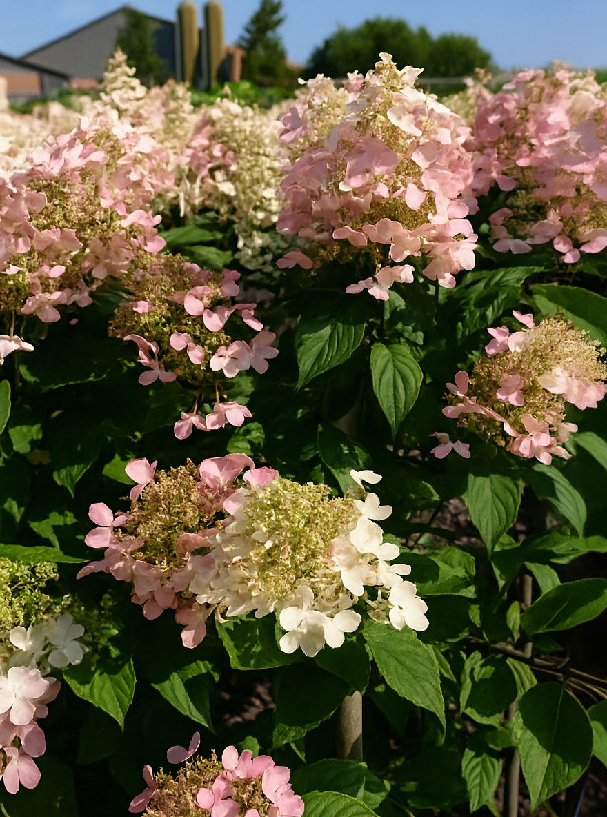 Rispen-Hortensie 'Angel's Blush