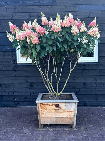 Rispen Hortensie Pinky Winky Schirmform 150 175 cm Hydrangea paniculata Pinky Winky Schirmform