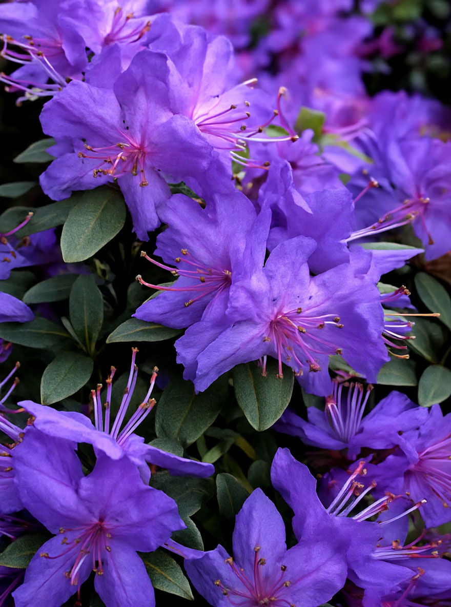 Zwerg-Rhododendron 'Blue Silver' kaufen