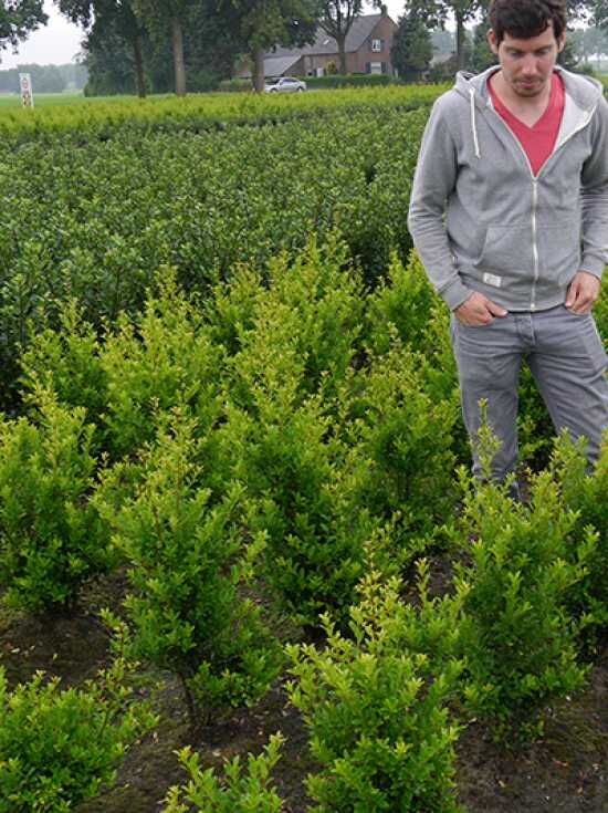 Kleinlaubige Japan-Hülse 'Impala'® / Ilex 'Impala'® kaufen