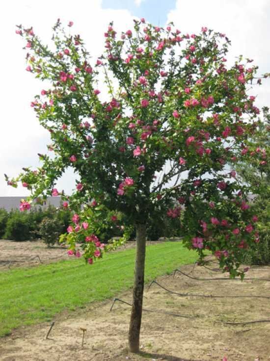 Garten Eibisch Woodbridge Strauch Eibisch Woodbridge