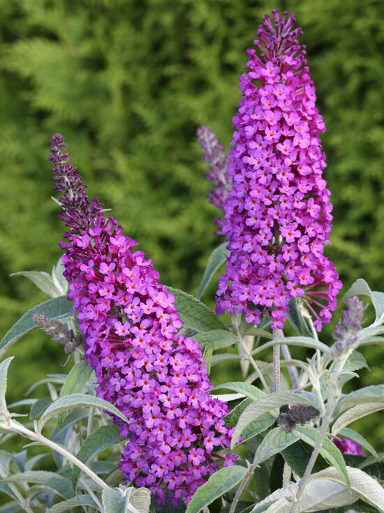 Zwerg-Sommerflieder / Schmetterlingsstrauch 'BUZZ ® Pink Purple ...