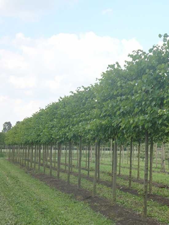 Kaiser-Linde 'Hochstamm-Spalier' H:130 B:210 T:20 (Stamm 210 cm)