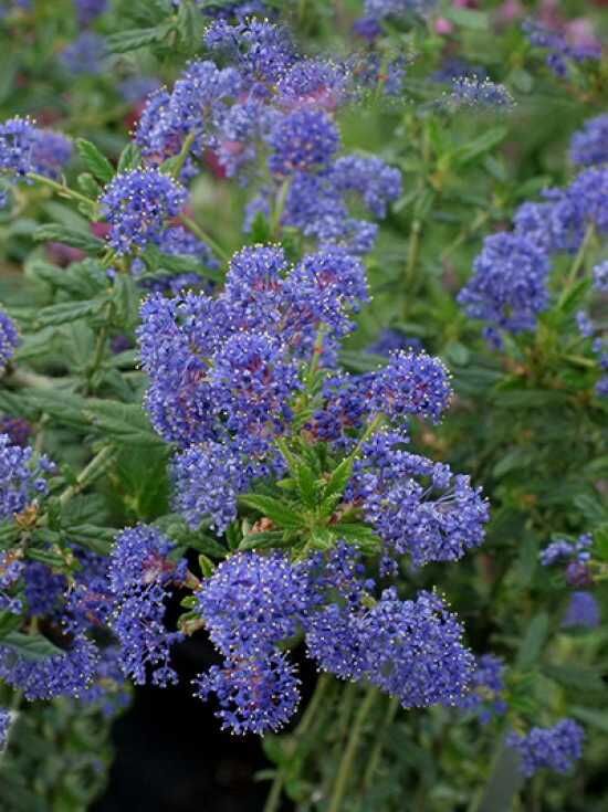 Säckelblume 'Marie Blue' ® / Ceanothus pallidus 'Marie Blue'® kaufen