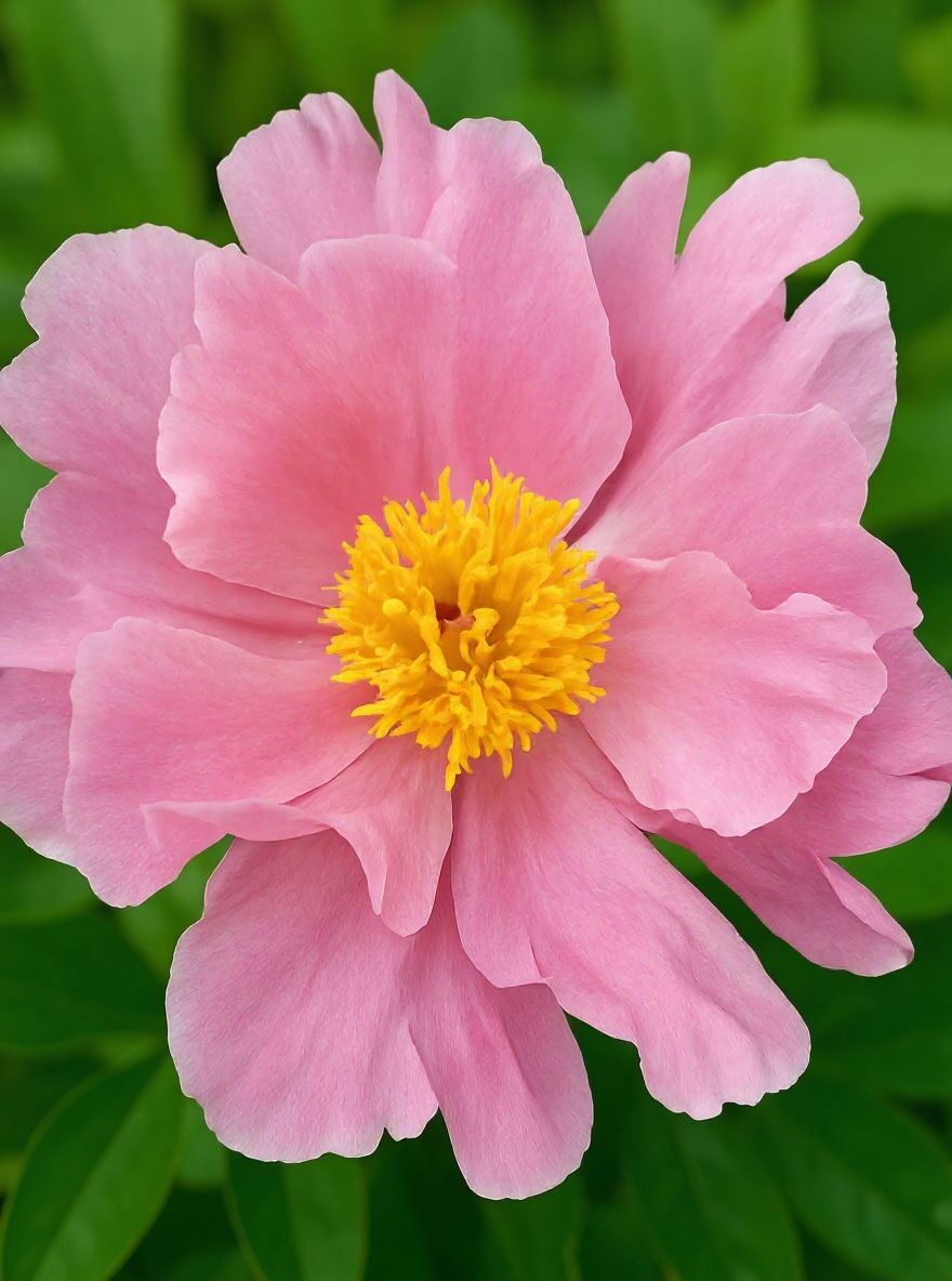 Pfingst-Rose 'Nymphe' - Paeonia x hybrida 'Nymphe' - Baumschule NewGarden