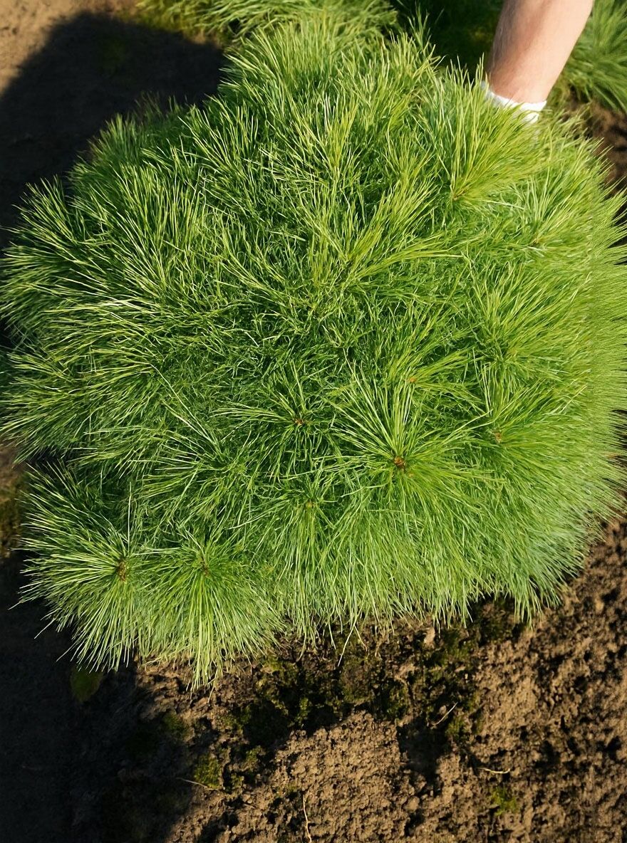 Weymouths-Kiefer 'Minima' / Pinus strobus 'Minima' kaufen