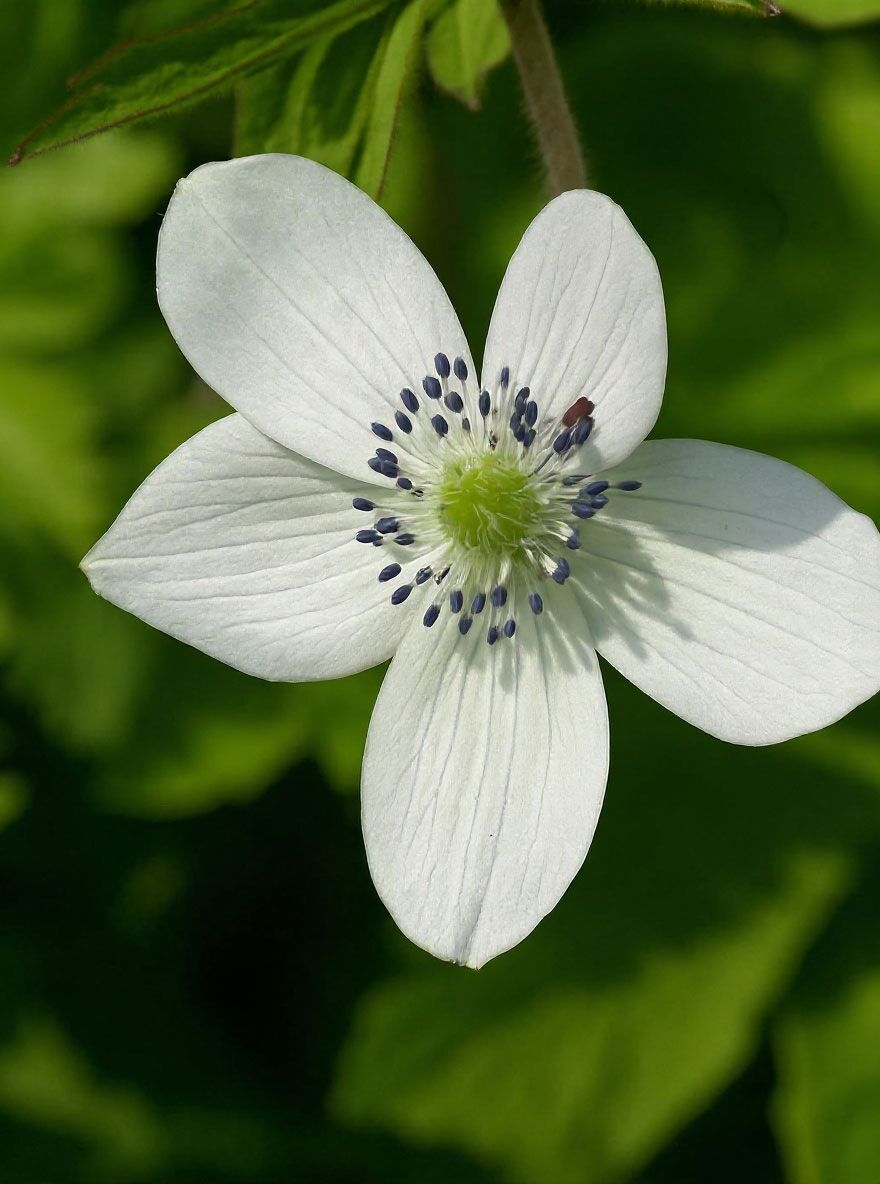 Bach-Anemone / Anemone rivularis