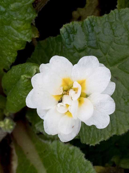 Primel / Primula günstig in Top-Baumschulqualität kaufen