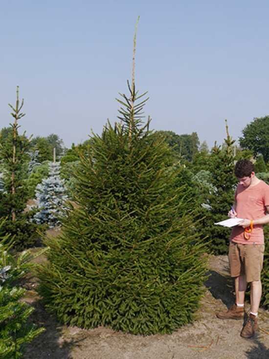 Fichte / Rottanne / Rotfichte / Picea abies kaufen