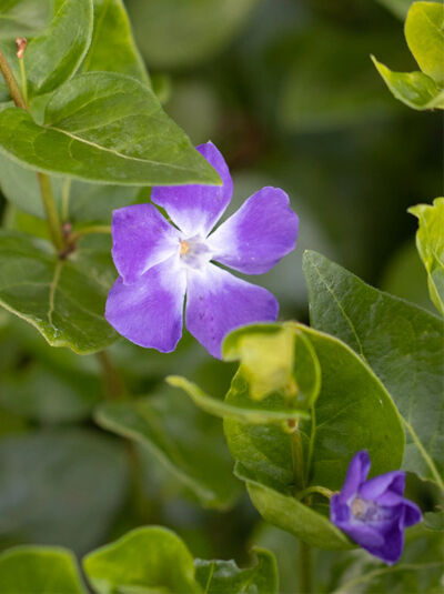Vinca Vine Vinca Minor