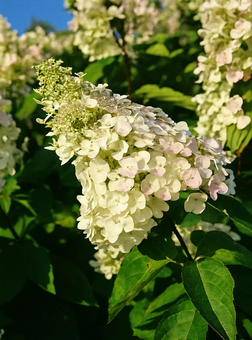 Rispen-Hortensie 'Unique' / Hydrangea paniculata 'Unique' kaufen
