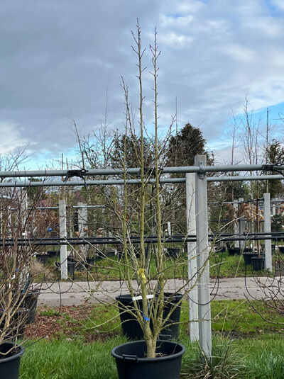 Baum-Hasel / Türkische Hasel / Corylus colurna (719699) kaufen