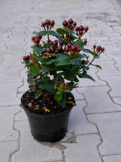 Johanniskraut 'Magical Black' kaufen