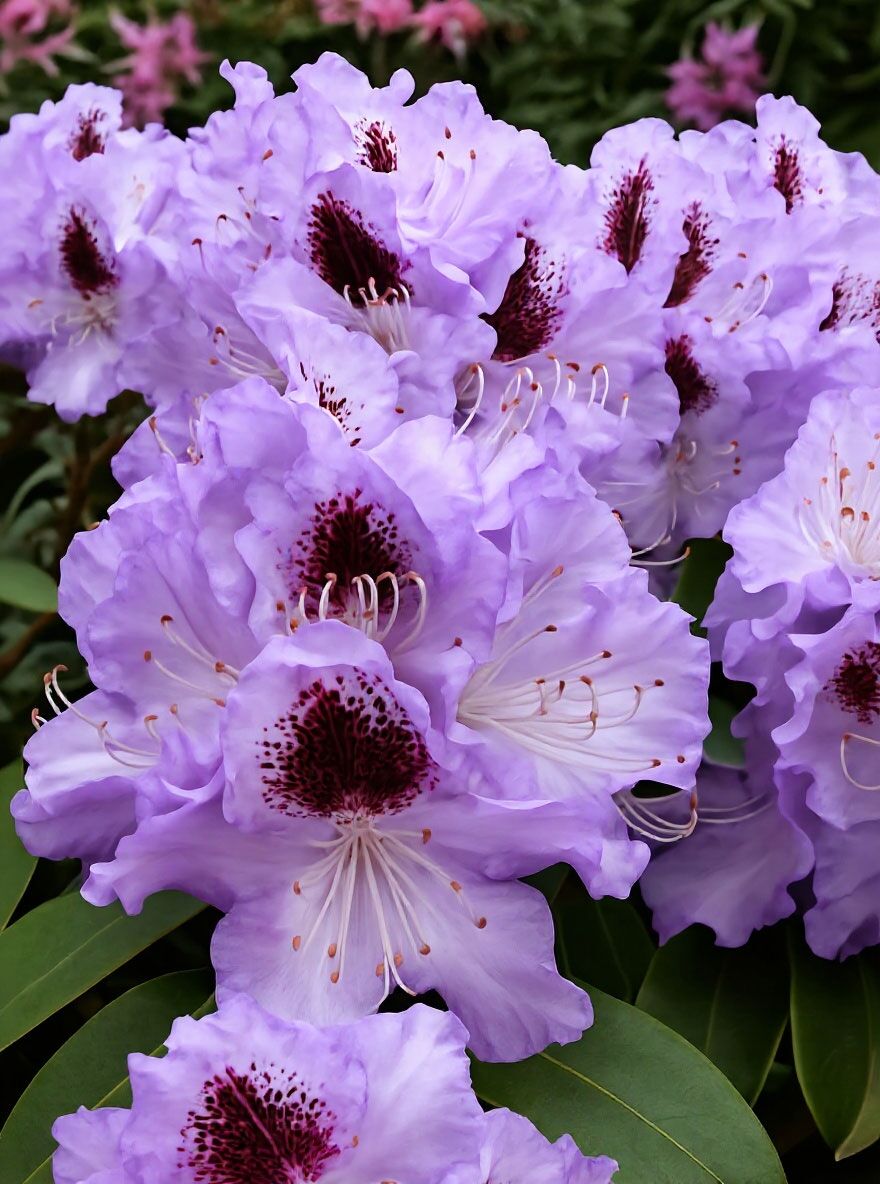 Rhododendron 'Blue Peter' / Rhododendron Hybride 'Blue Peter' kaufen