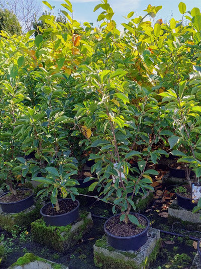 Magnolie ’Pegasus‘ / Magnolia ’Pegasus‘ kaufen