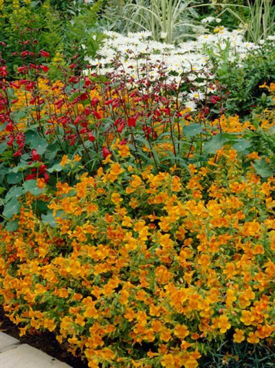 Garten-Gauklerblume 'Orange Glow' / Mimulus 'Orange Glow' kaufen