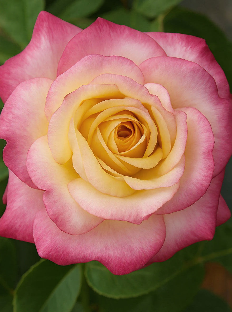 Rose 'Laminuette' / Rosa 'Laminuette' kaufen