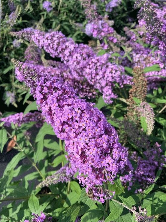 Sommerflieder 'Reve de Papillon Pink'® - Buddleja davidii 'Reve de ...