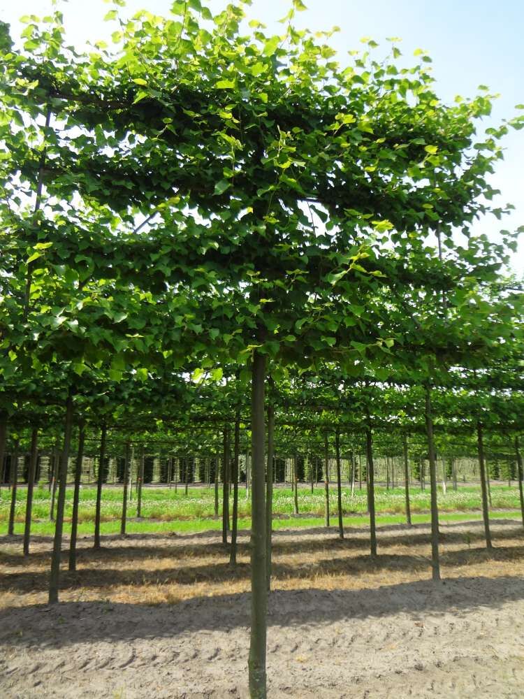 Krim-Linde 'Hochstamm-Spalier' H:160 B:220 T:20 (Stamm 225 cm)