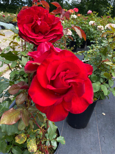 Edelrose 'Marlene' / Rosa 'Marlene' kaufen