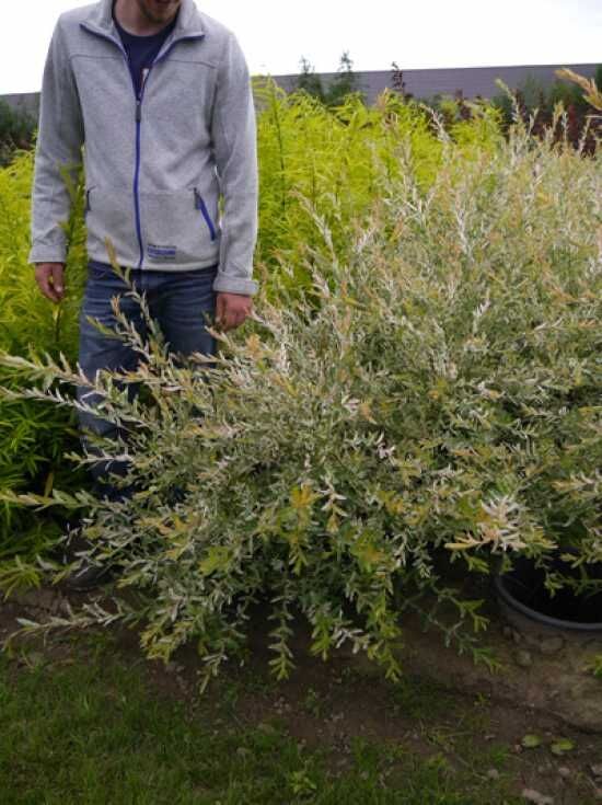 Harlekinweide / Salix integra 'Hakuro-nishiki' kaufen