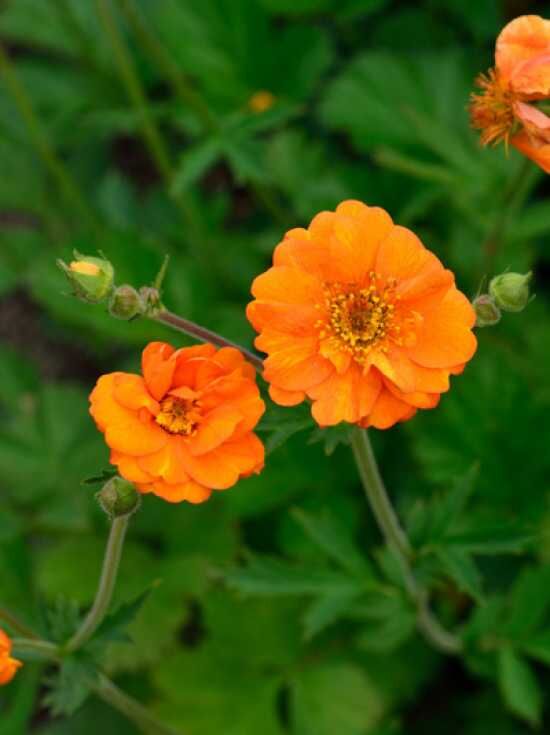 Garten-Nelkenwurz 'Fire Storm' / Geum chiloense 'Fire Storm' kaufen
