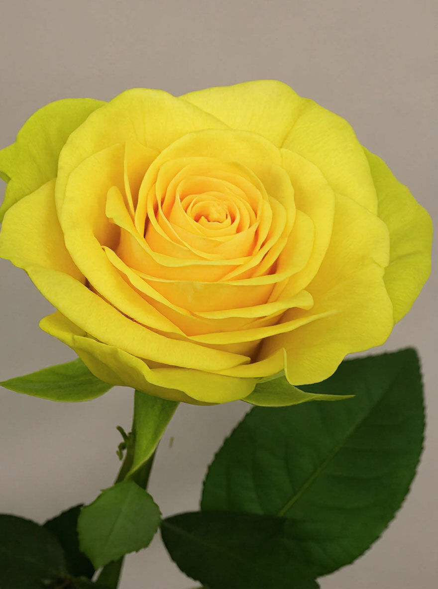 Edelrose 'Illios' / Rosa 'Illios' kaufen